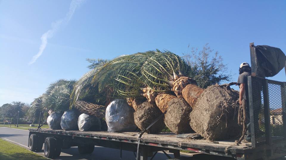 Florida Palm Tree Growers