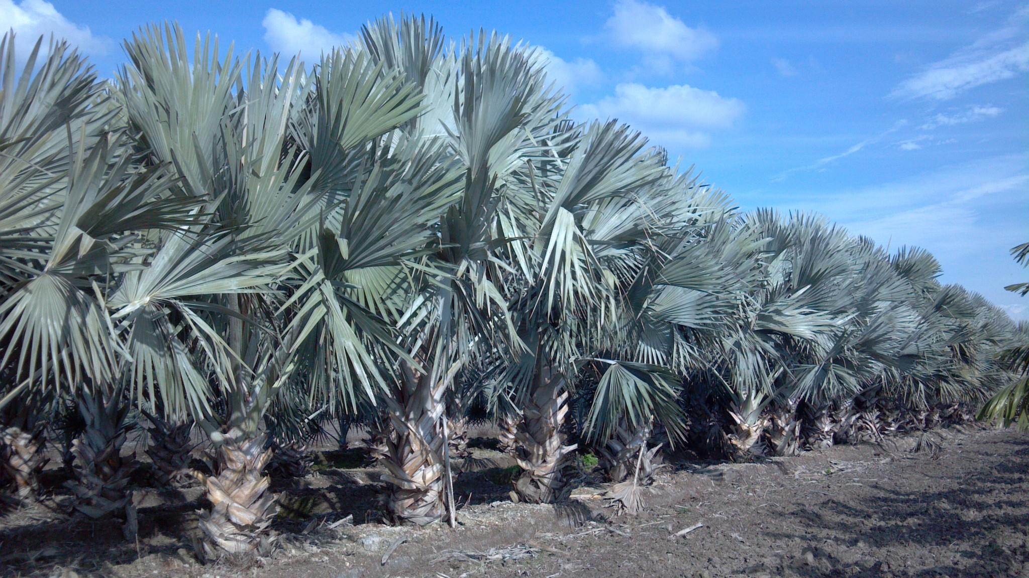 Wholesale Palm Tree Farm